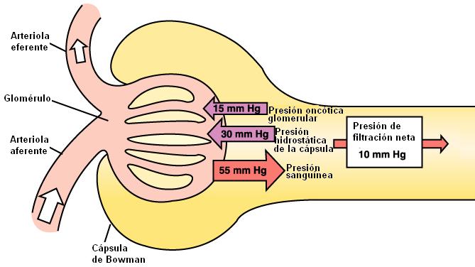 Evidencias de fisiología de Iris : Presiones dentro y fuera del glomerulo