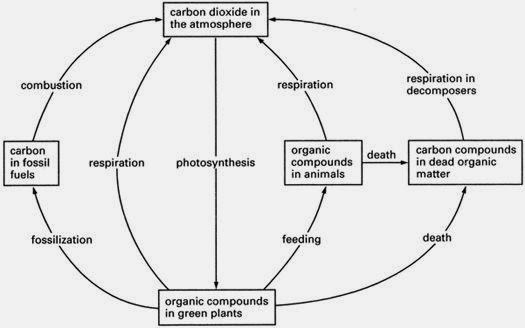 The BioLogs: CAPE 2 & CSEC - Nutrient Cycles - Carbon & Nitrogen cycle