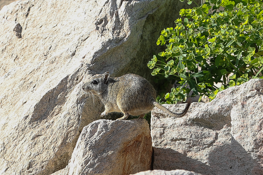 Birds of Saudi Arabia: King Jird near Tanoumah – Asir Mountains