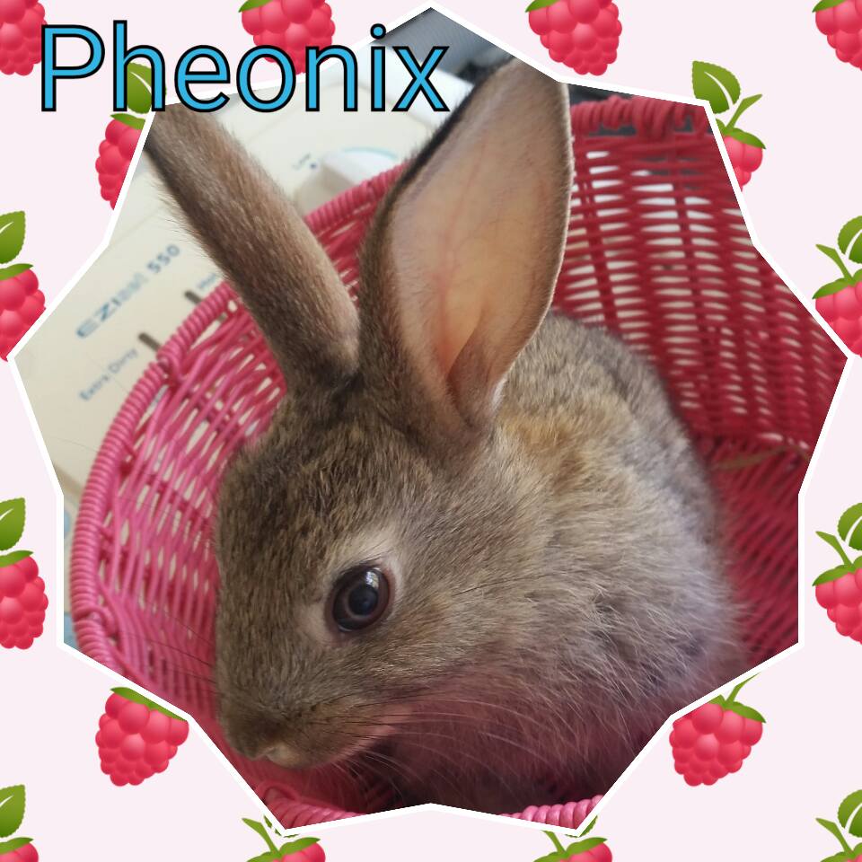 Rabbit Rescue Sanctuary: TWEED HEADS BABY RESCUE RABBITS FOR ADOPTION