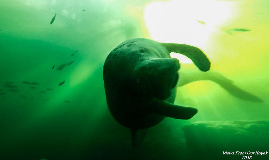 Views From Our Kayak: Hospital Hole (Weekie Wachee River)