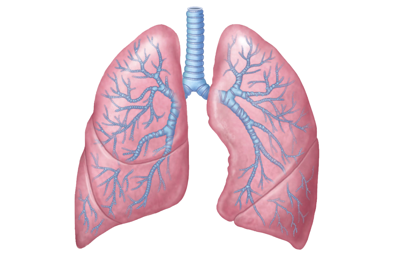 ® Imágenes y Gifs Animados ®: PULMONES