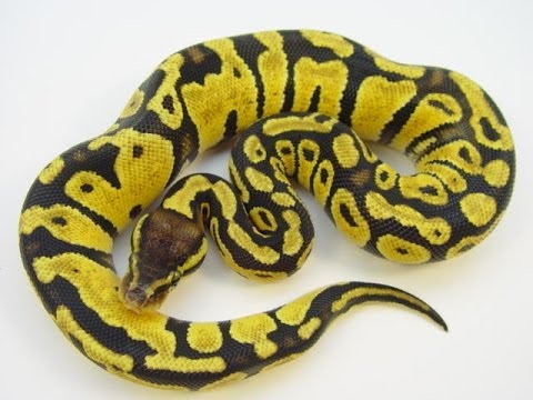 Ball Python Pets ~ Ball Python Care Sheet