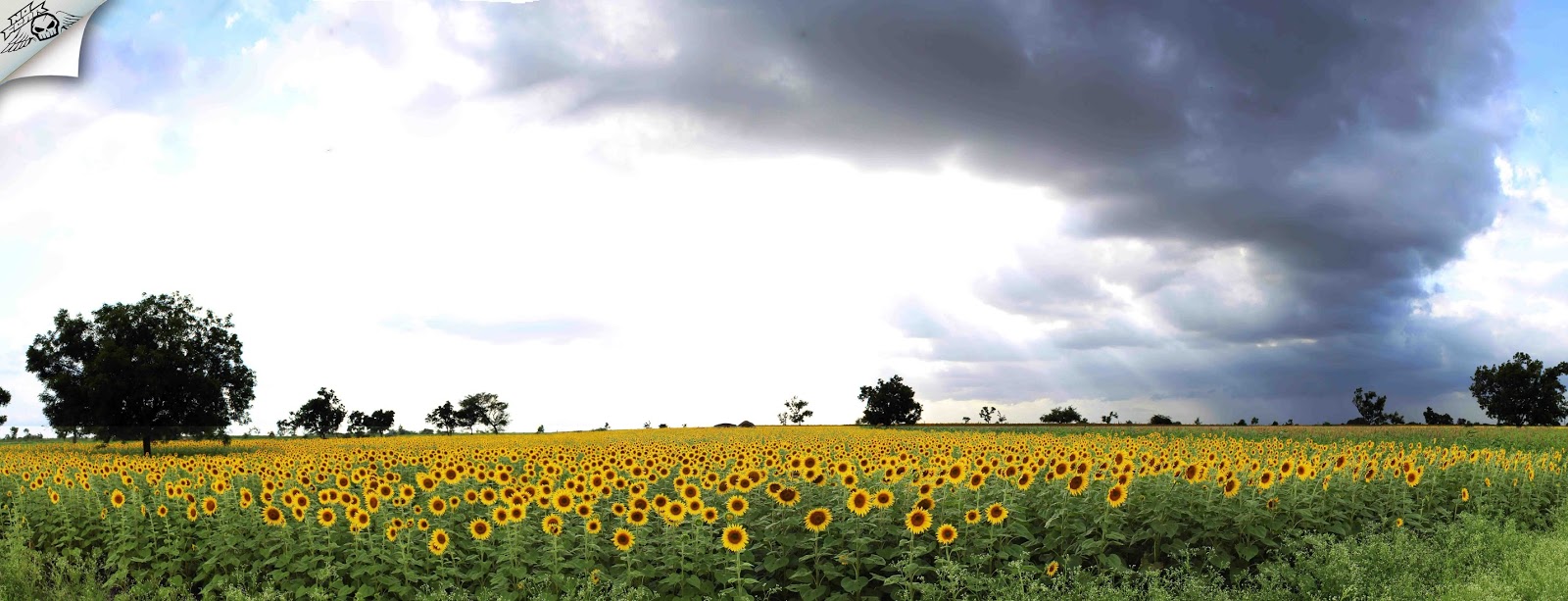 Basava Sagara (Narayanpur) Dam - 14/08/2016