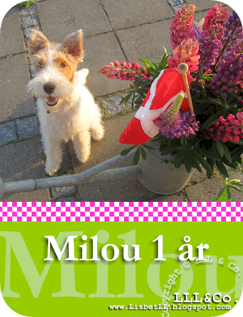 { Milou MiDi }
