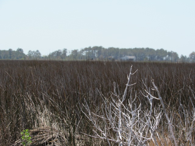 The Final Lap: A VARMINTS STORY