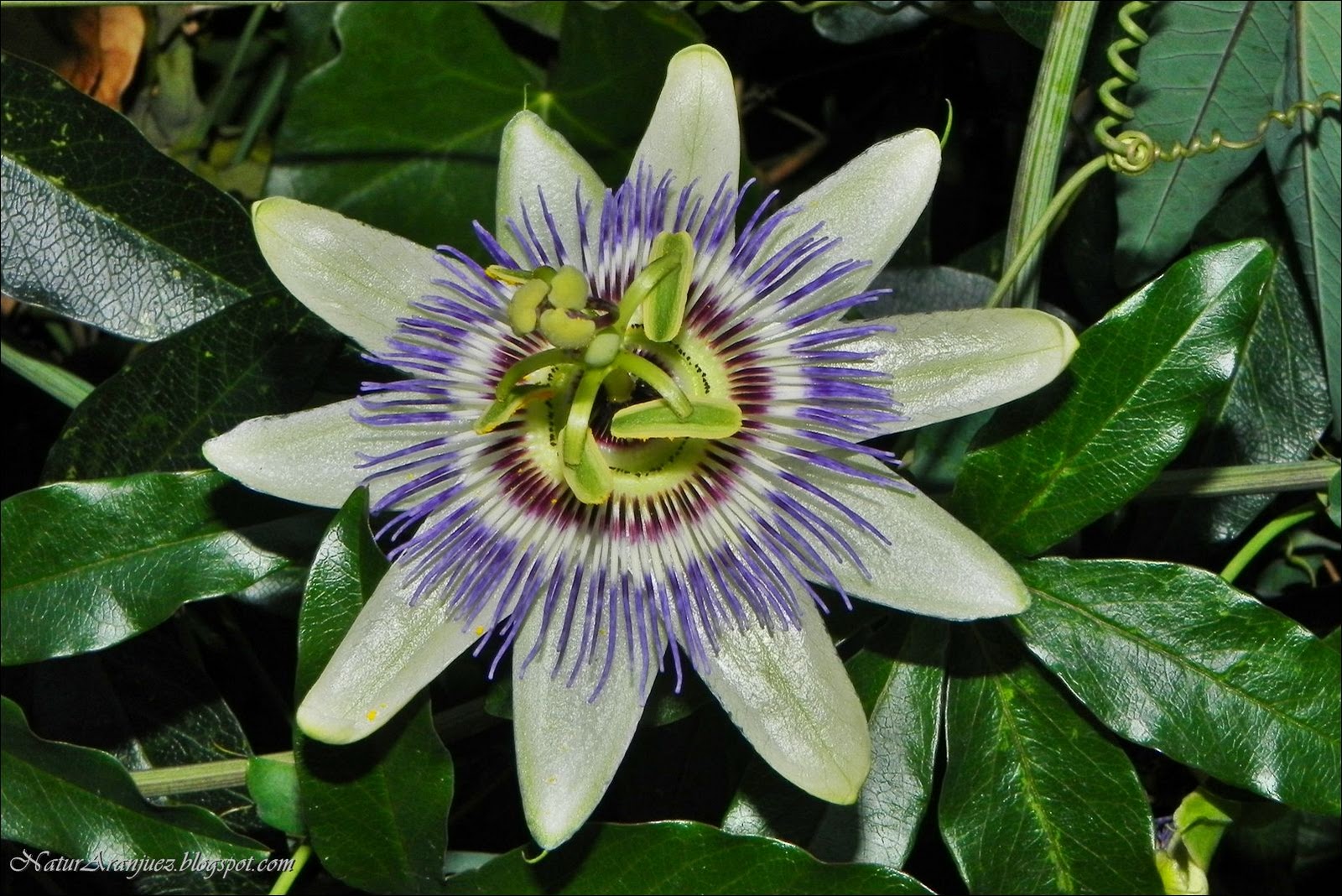 NaturAranjuez: Pasionaria (Passiflora caerulea)