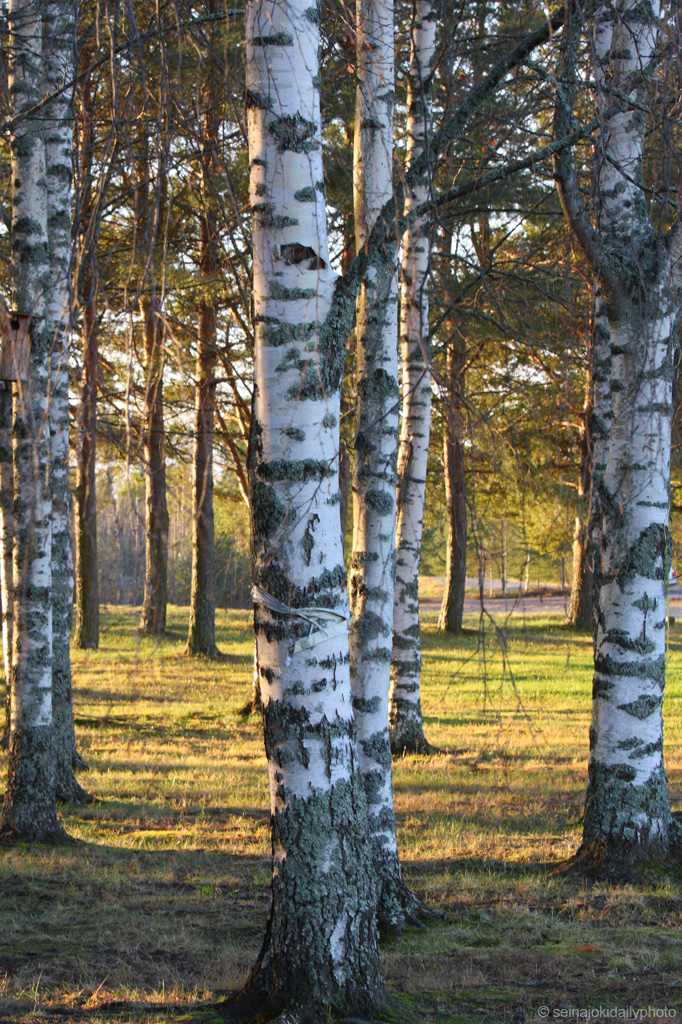 Photos from Seinäjoki: Birches