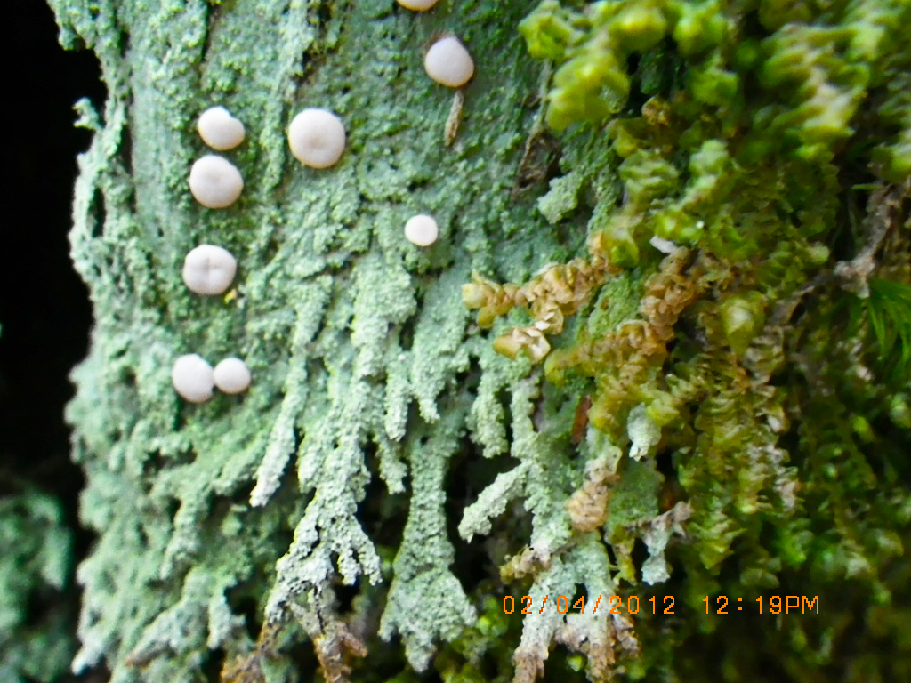 Walks with Moss: Dry Creek from the North, with the great scented liverwort