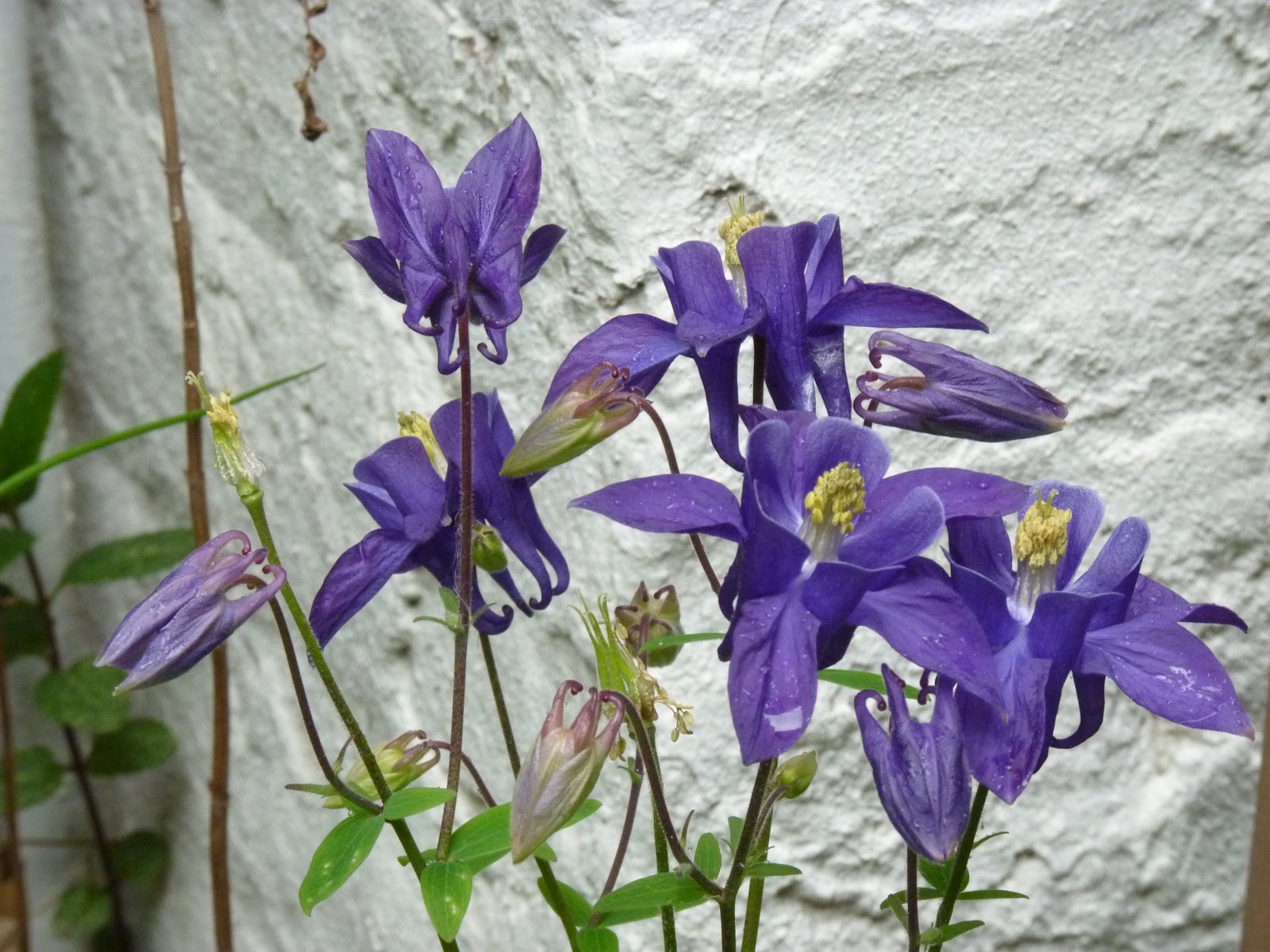 DOGWOOD: May Day Flowers