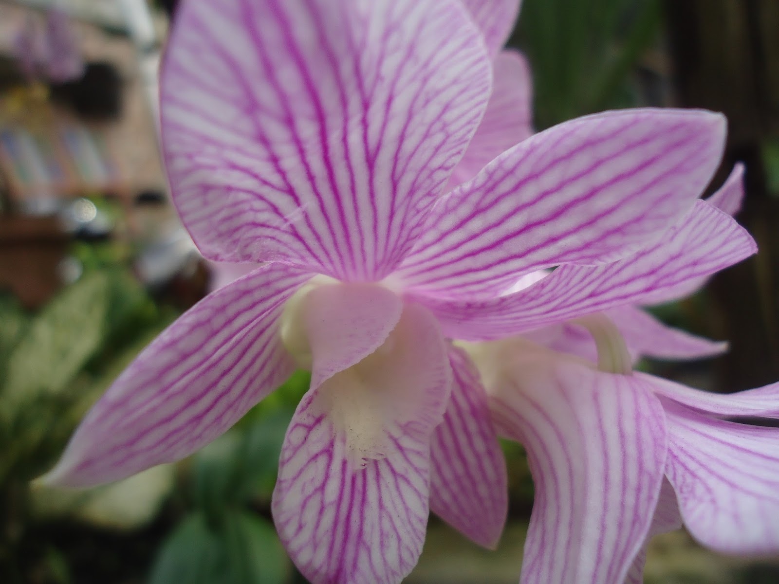 Wallpaper Bunga Anggrek Dendrobium - Rumah Daun Muda