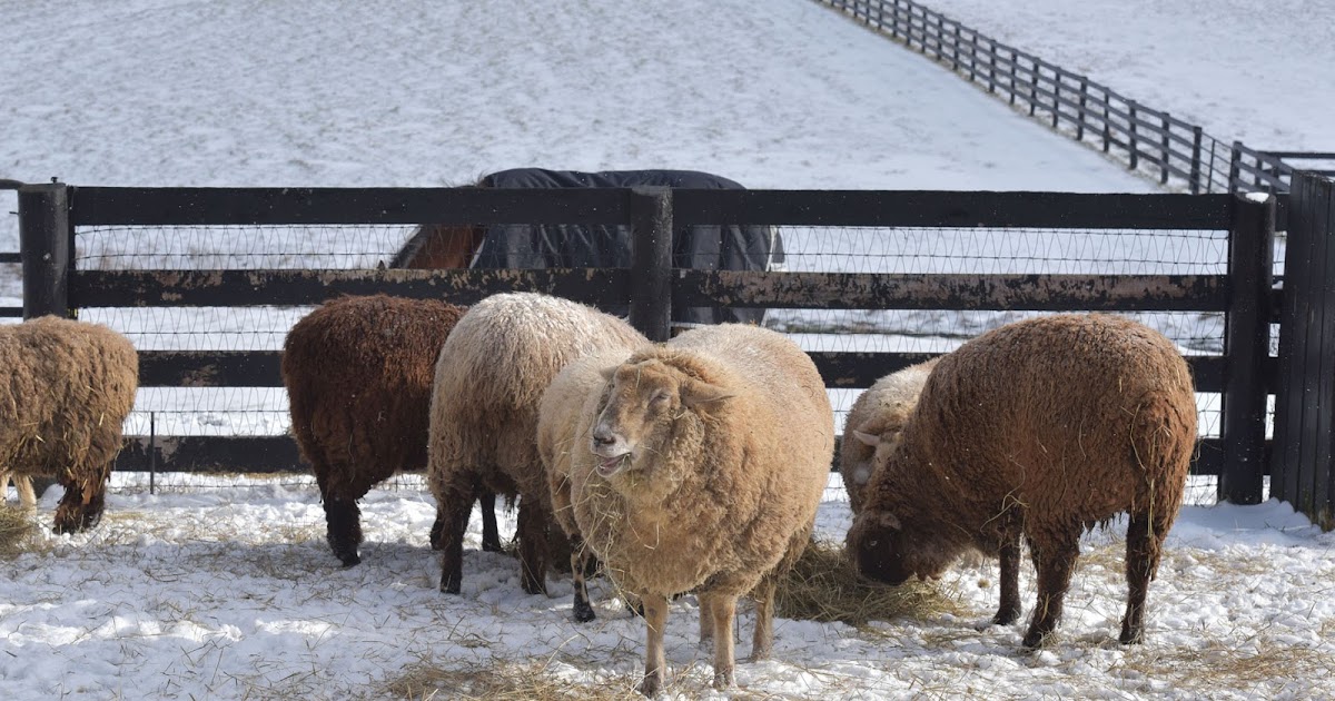 Punkin's Patch: Frankie's Flock