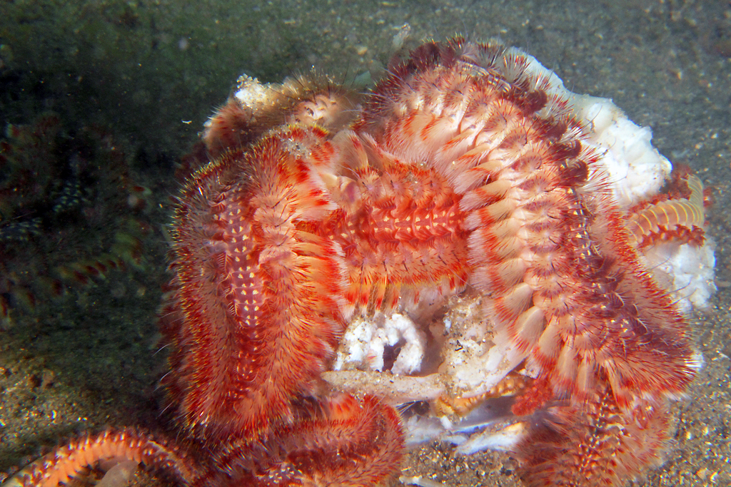 Real Monstrosities: Fireworm, Chloeia