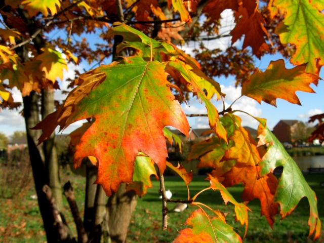 -: Koleksi Gambar Musim Luruh...