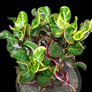 Tanaman Puring (Codiaeum variegatum) - Ganesha Flora Bali