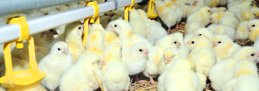 ¿Sueñan los androides con ovejas eléctricas?, de Philip K. Dick | La ...