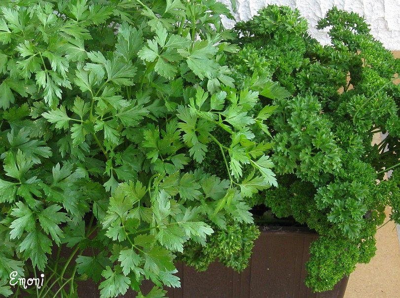 Monis Küchentipps: Petersilie - das Universalgewürz