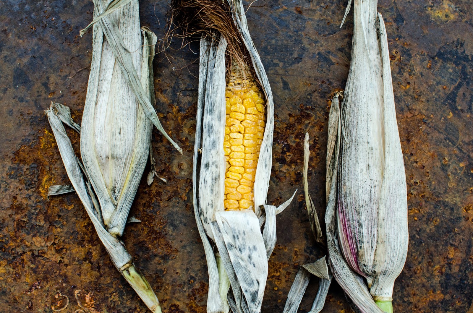 Blå popcornmajs | Farbror Grön