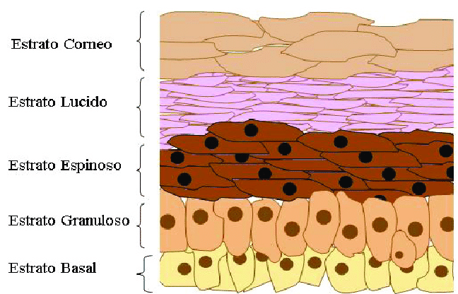 Morfofunción: Capas de la Piel