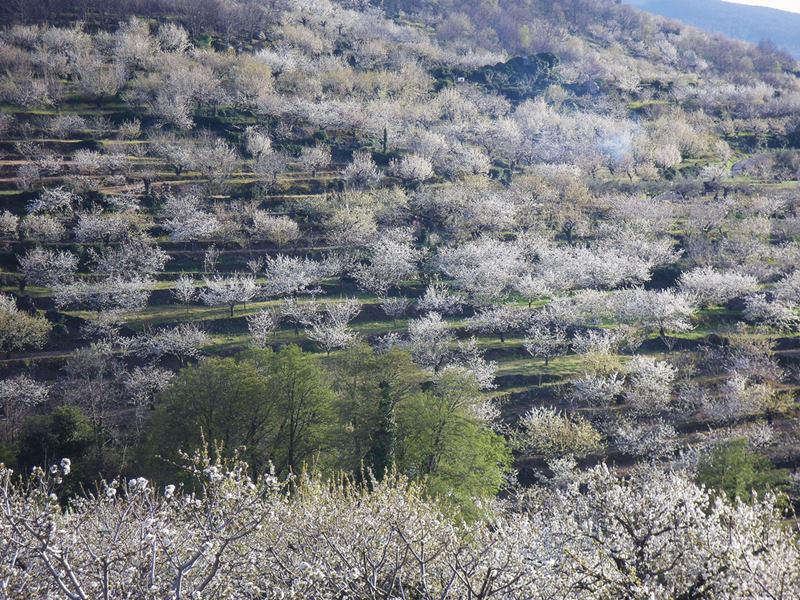 Cherry blossoms in the Jerte Valley, Spain
