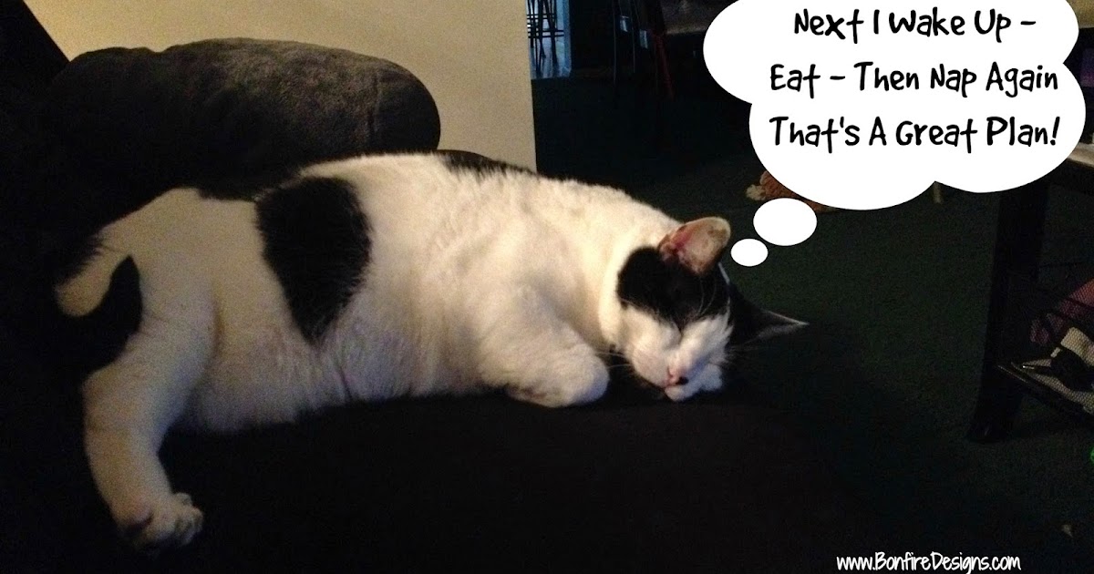 Personalized Gifts and Holiday Gift Ideas: Cats Have The Right Idea