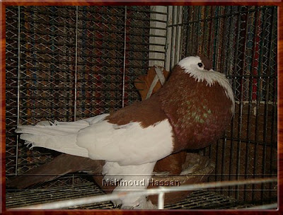 Pigeons for sale: ReverseWing pouter pigeon Red Color