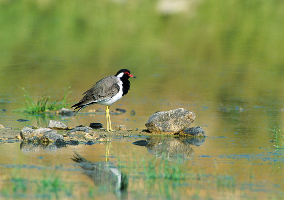 Oman Tourism UK: What Are The Best Birdwatching Spots in Oman?