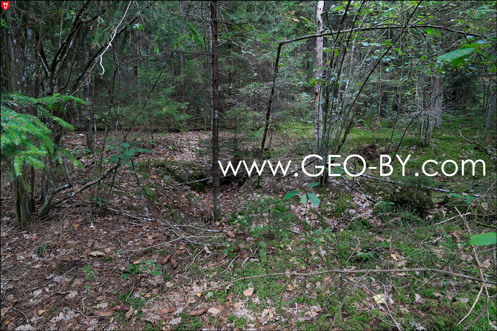 Geo BY: Jerusalem in the forest of Puszcza Nalibocka