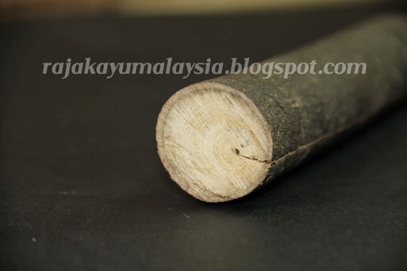 Raja Kayu Malaysia: Kayu Tas (kayu hujan panas/God Mountain Stick) for Sale
