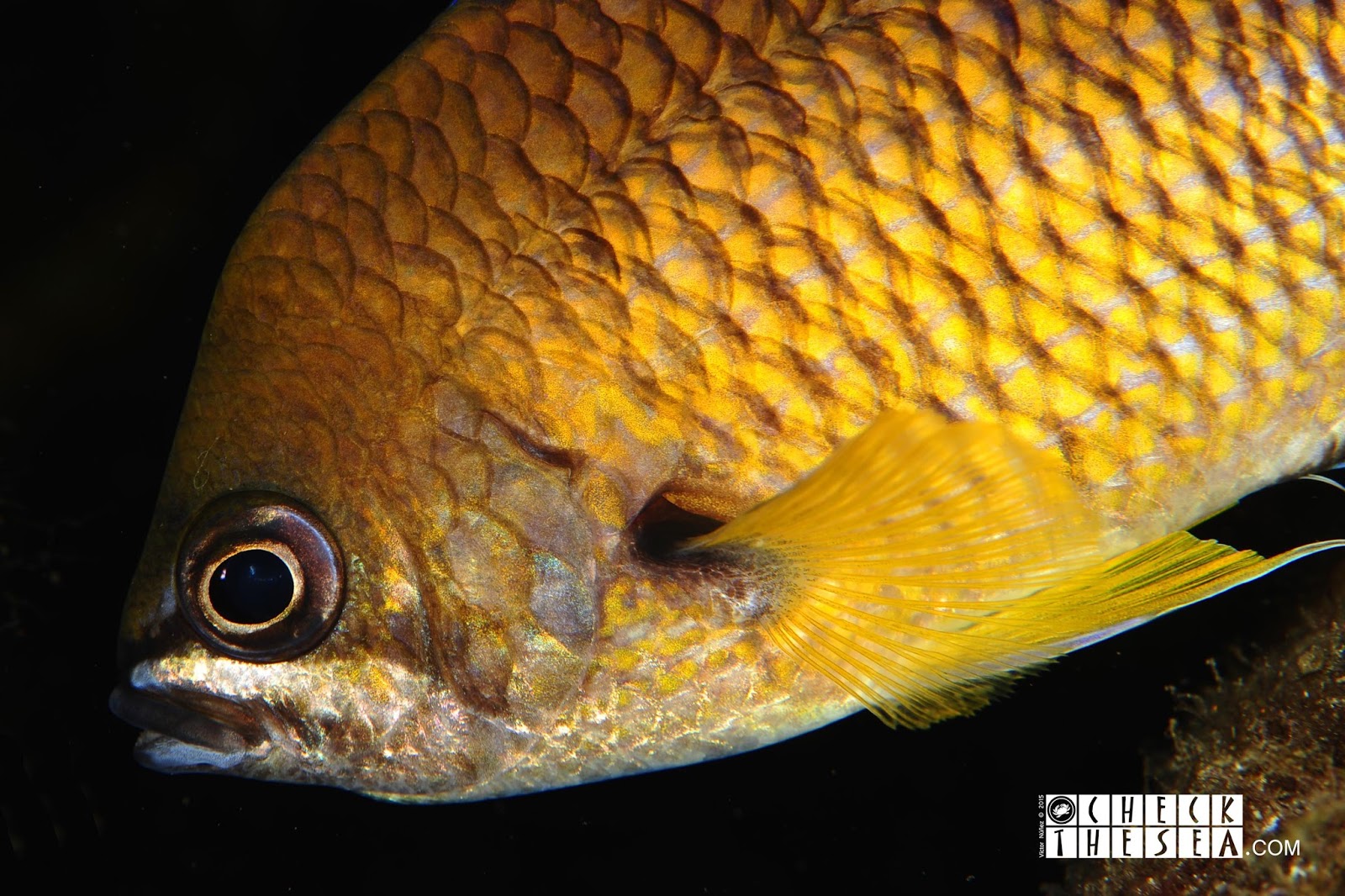 Check the Sea. Web de buceo y fotografía submarina de las Islas ...