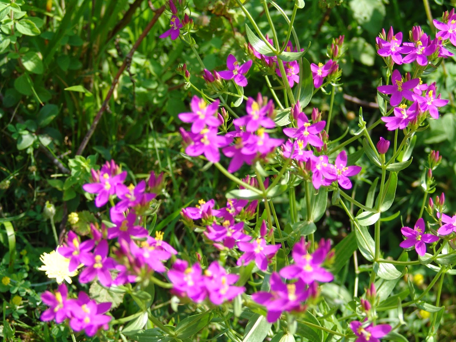 al encuentro con las flores: Centaury - Centaura Menor (Centaurium ...