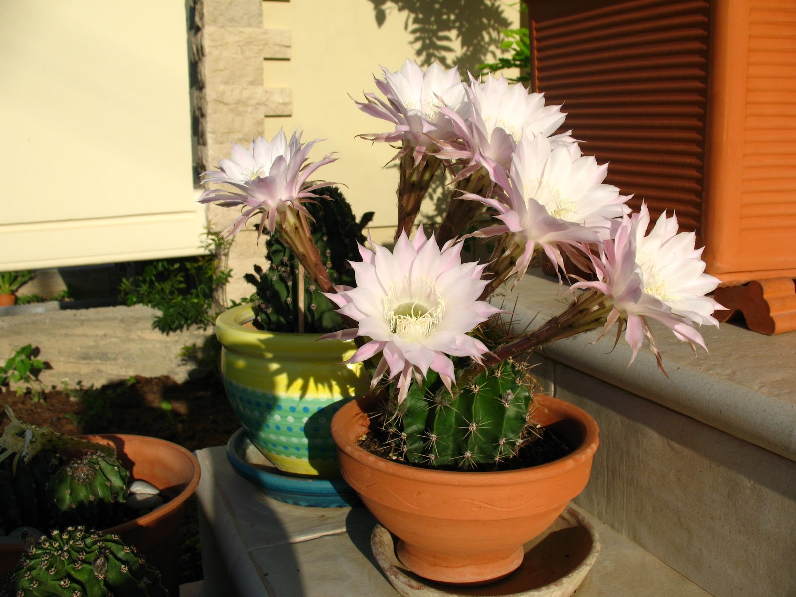 Jurnal de gradina: Flori de cactus