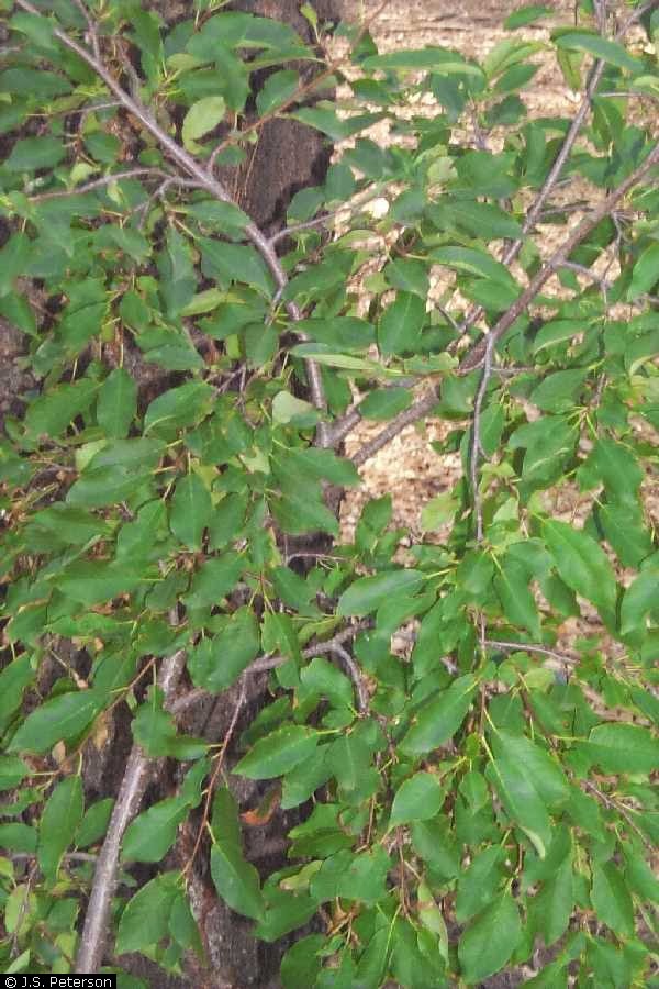 Fruit Seeds of Southern Michigan: Prunus virginiana -- Common Chokecherry