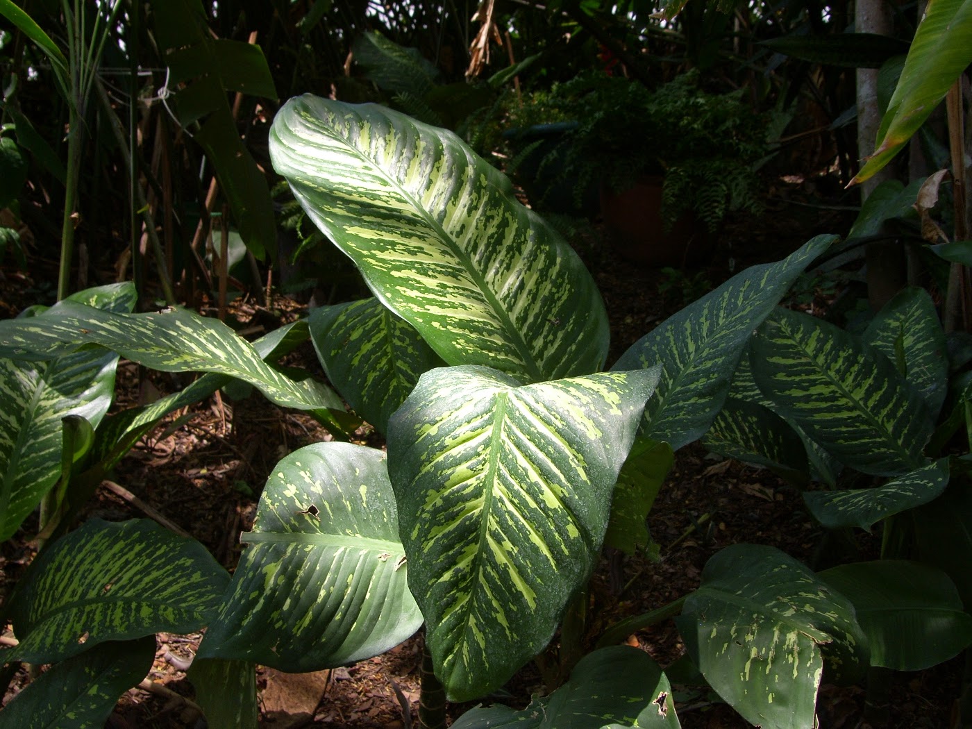 Garden Plants Tobago: Dumb Cane ( Dieffenbachia bowmannii)