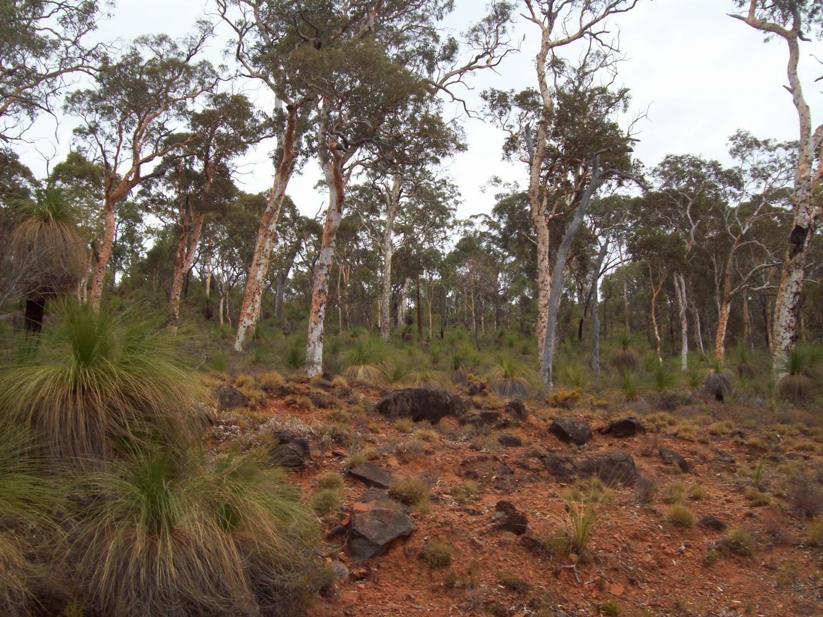 Certainly one of the features of Perth Hills is John Forrest National ...