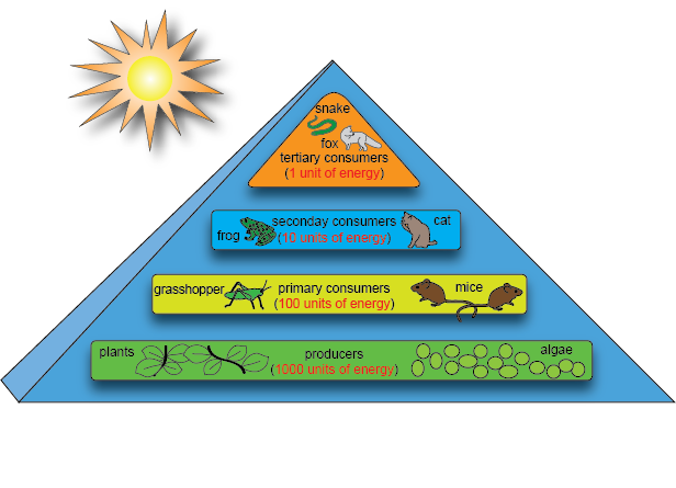 AP Biology Blog - Mark Ingram P.7