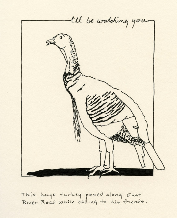 365 Projects: Wild Turkey In Minneapolis - Urban Sketching