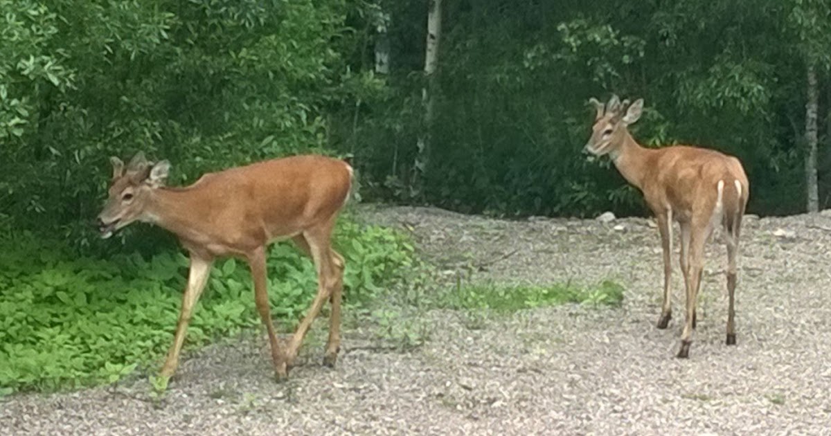 Elämän tähden ry. : Henkilökohtainen ympäristöstrategia?