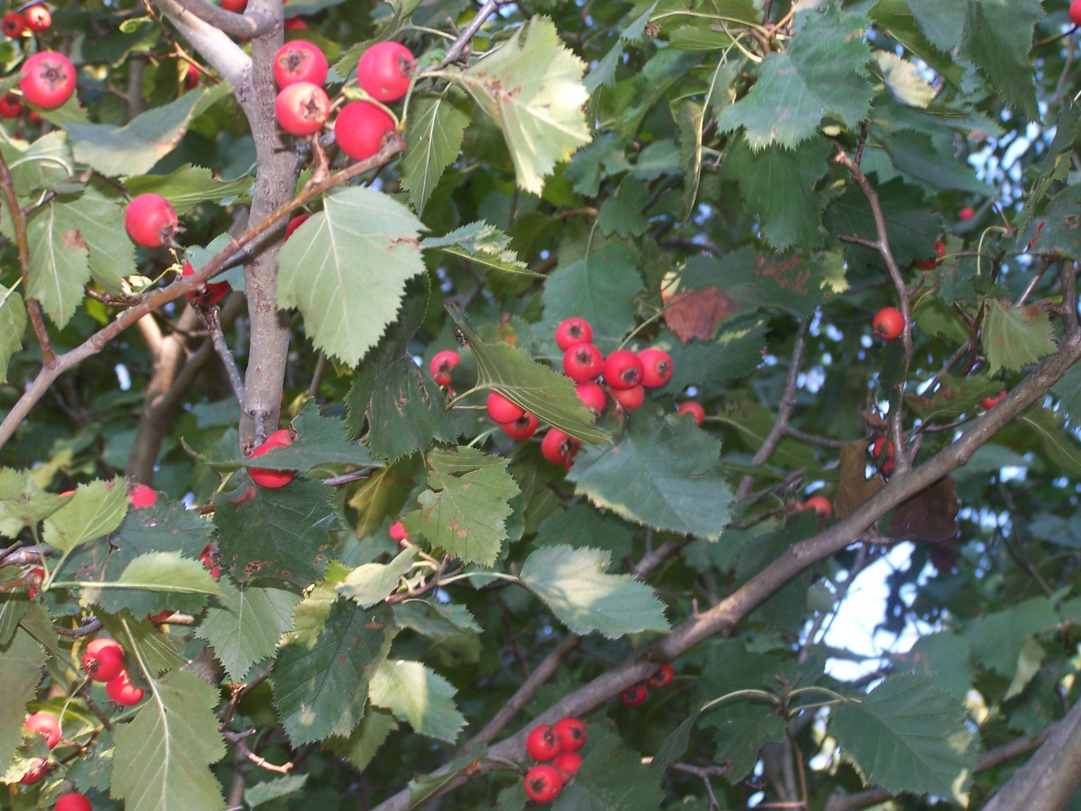 Birch Center Blog: Hawthorn Berries, Shan Zha