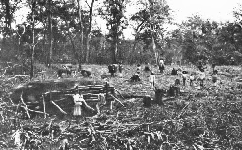 Peasants Farmers and Deforestation in Colonial period