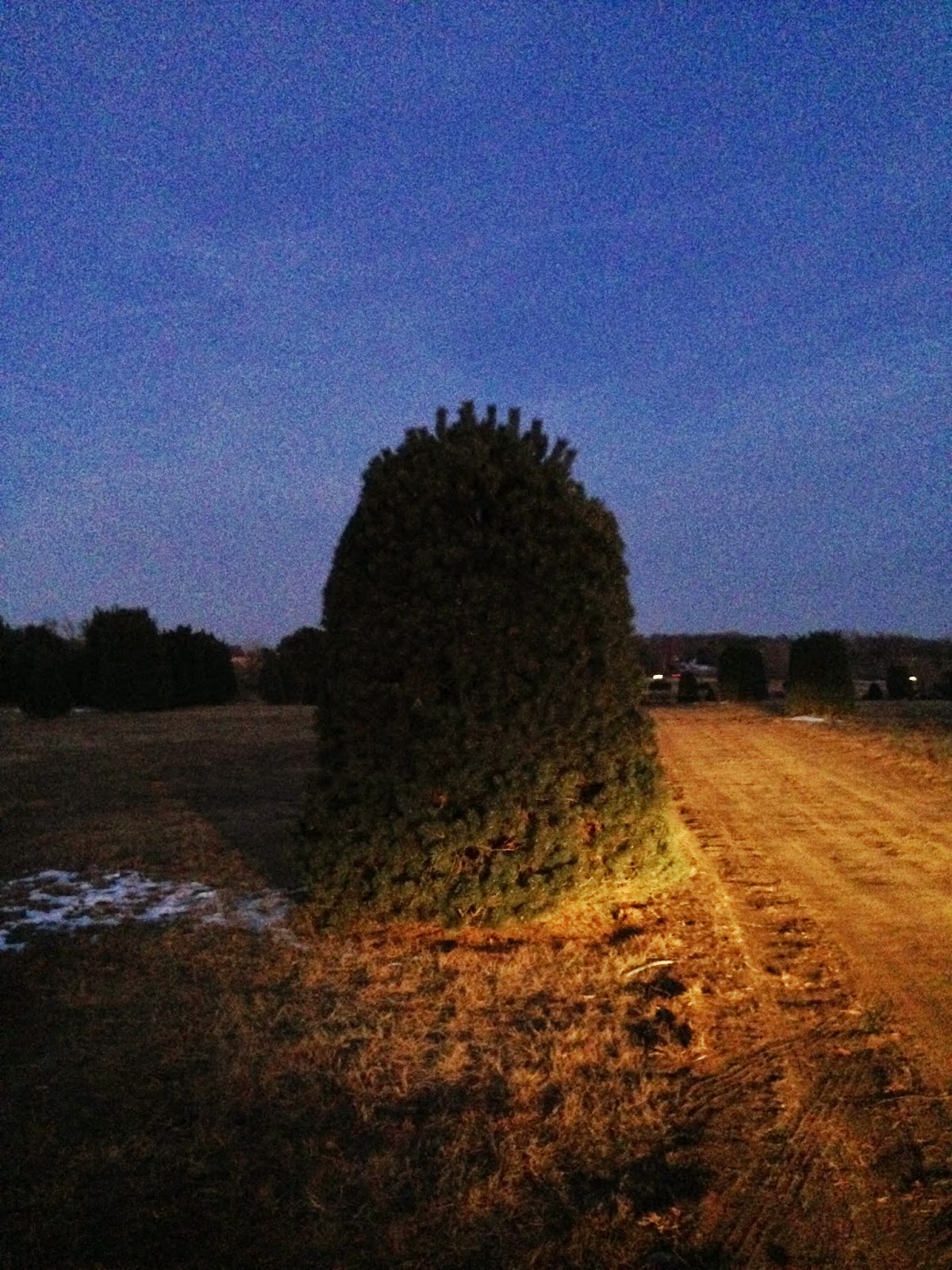 The Griswold Family Christmas Tree - Dwelling In His Richness