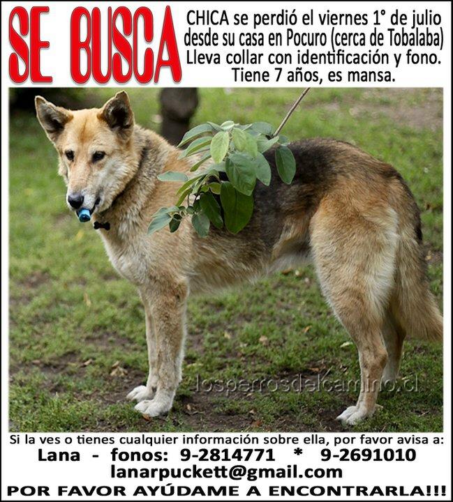 "Los Perros del Camino": "PERROS PERDIDOS".