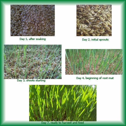 Countrified Hicks: Growing Fodder for your Farm Animals