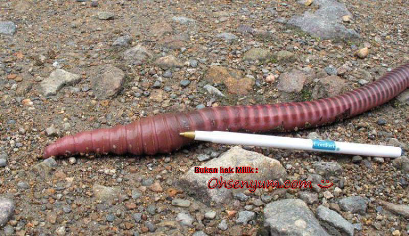 penampakan CACING TANAH TERBESAR di dunia !!! SEREM - Info Berita Tips Unik