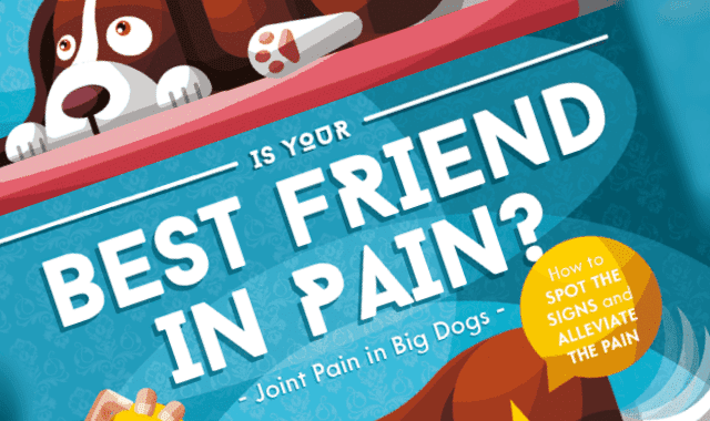 Is Your Best Friend In Pain? [Infographic] - ownvisual infographic ...