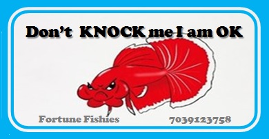 All about Aquarium Fish Keeping: Flowerhorn