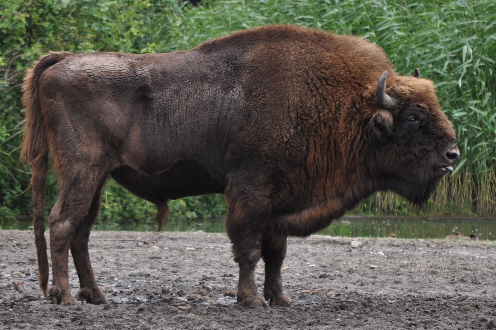 ZOOTOGRAFIANDO (MI COLECCIÓN DE FOTOS DE ANIMALES): BISONTE EUROPEO ...