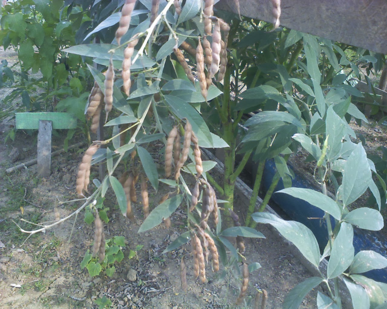 Servicios Integrales del Agro.: CULTIVO Y ESTABLECIMIENTO DE : PIMENTON ...