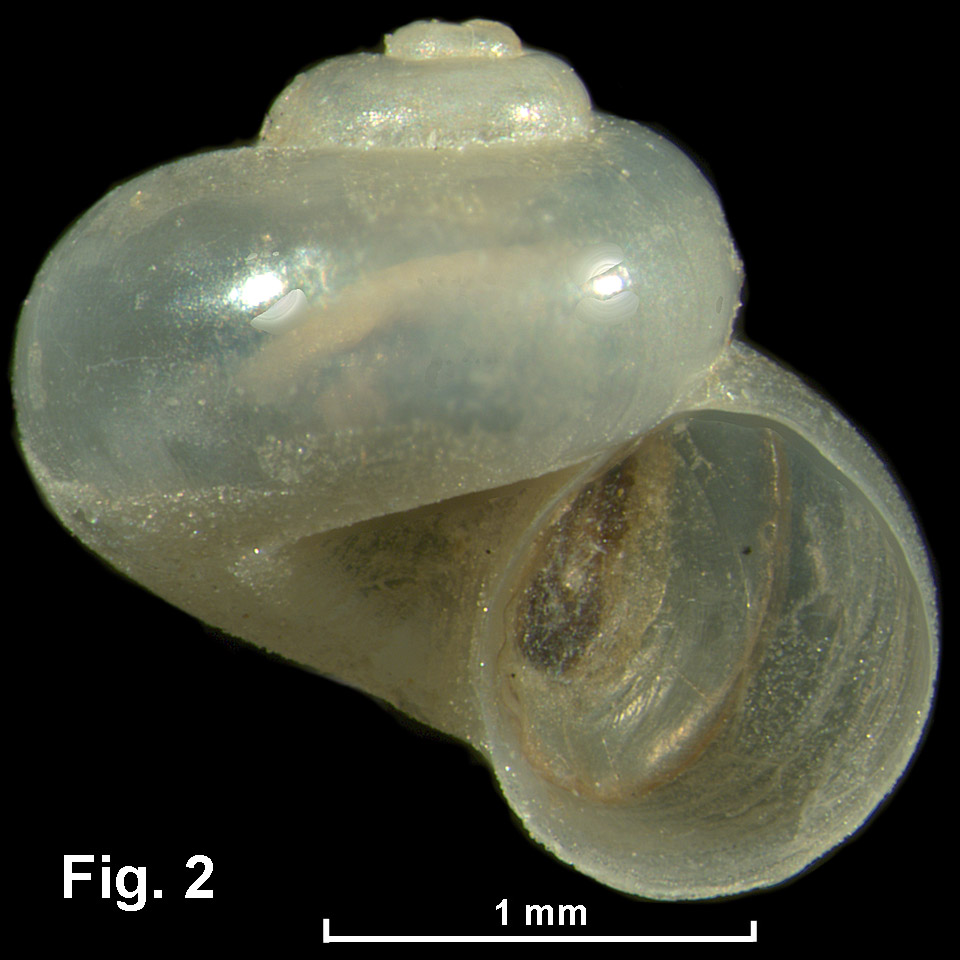 Variety of Life: Heterobranchia