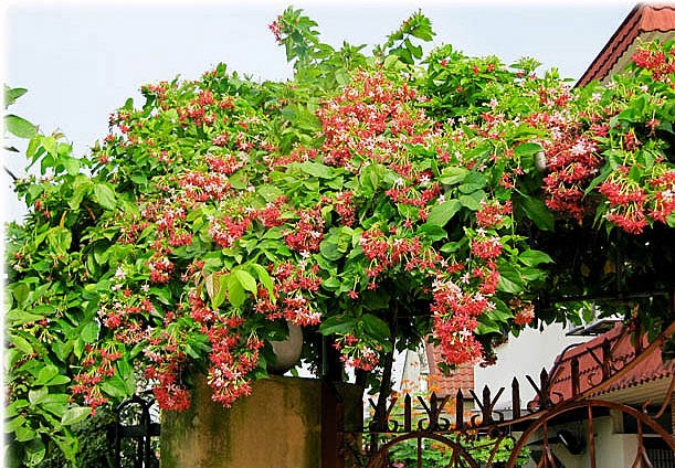 Philippine Herbal Medicine: Chinese honeysuckle (Niyog-niyogan ...